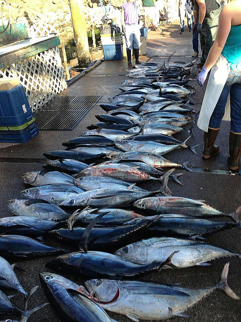 Six Pack Tuna Fishing Oregon Coast | Yaquina Bay Charters